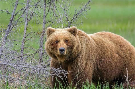 Grizzly Bear Facts About Grizzly Bears Itxkrq