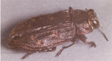 Pacific Flathead Borer The Daily Garden