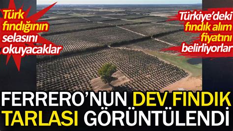 Ferreronun Dev Fındık Tarlası Görüntülendi Türkiyedeki Fındık Alım Fiyatını Belirliyorlar