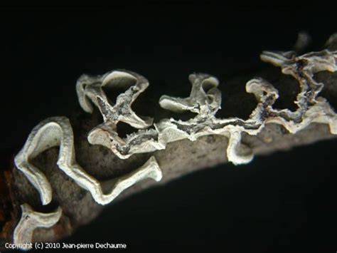 Mycodb Photos De Champignons Physarum Bivalve