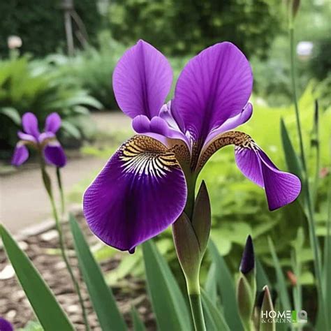🌼 African Iris Dietes Spp Botanical Profile And Ultimate Growing Guide
