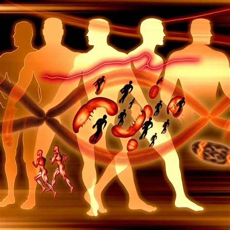 Mitochondrial Function For Men Sex Specific Bioenergetic Optimization Mens Health 911