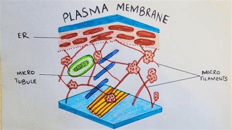Simple Cytoskeleton Diagram