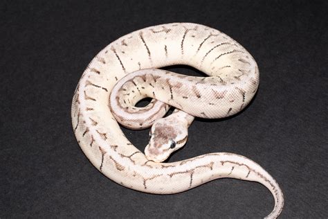 Vpi Axanthic Dragonfly Ball Python By The Axanthic Project Morphmarket