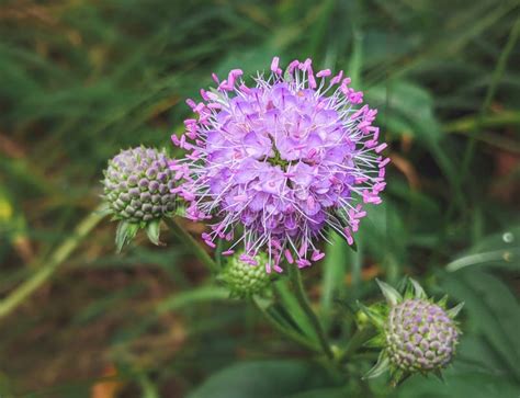 Bee On Devil S Bit Scabious Succisa Pratensis Stock Image Image Of Portrait Succisa 266195847