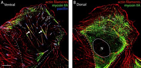 Figure 1 From A Contractile And Counterbalancing Adhesion System Controls The 3d Shape Of