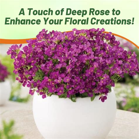 Arabis Little Treasure Deep Rose Spreading Ground Cover Plant Seeds