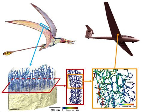 New Analysis Of Pterosaur Bones May Bring Us Lighter Stronger Aircraft