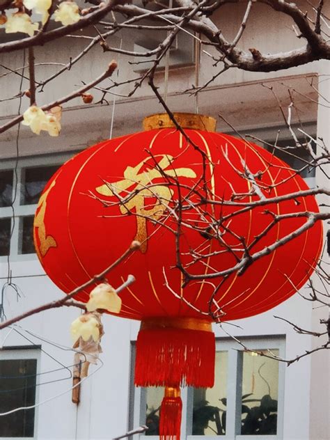 梅花枝头挂灯笼 梅花枝头挂灯笼简笔画 第10页 大山谷图库