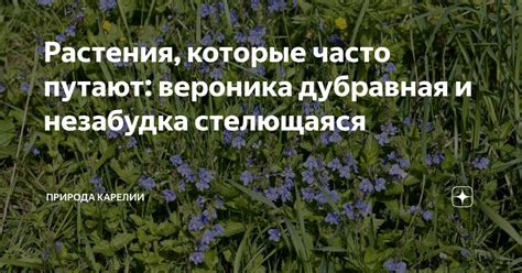 Растения, которые часто путают: вероника дубравная и незабудка ...
