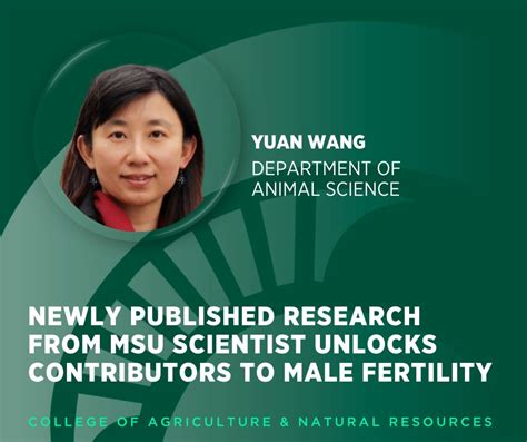 How Mitochondria Affect Sperm Cell Development Msu College Of