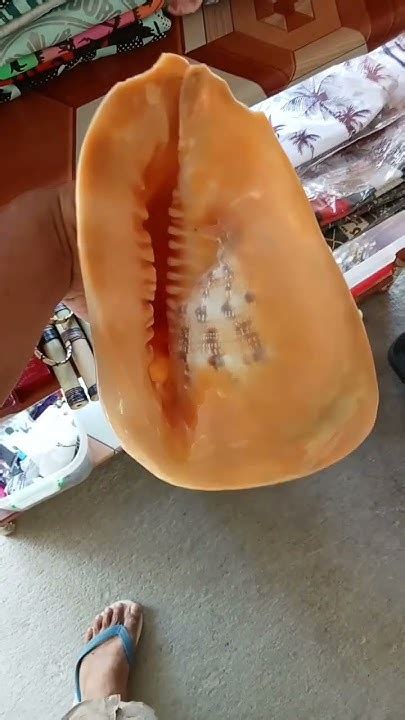 Budyong Beautiful Shell Shorts Viral Shotsvideo Youtube