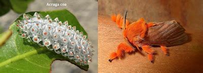 Biboca Ambiental Toda Lagarta Vira Borboleta Ou Mariposa