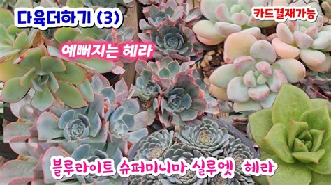 다육더하기3 예쁜 군생 다육이 대품 로사로아 실루엣 홍매화 파피스로즈 로신 다육이흙배합토 Youtube