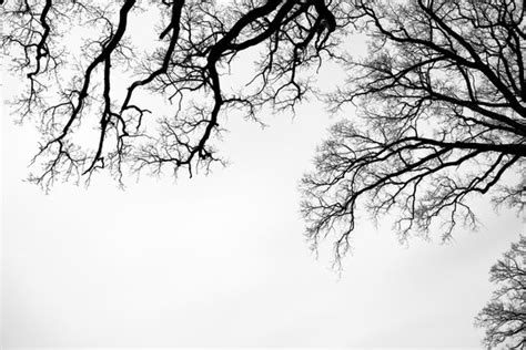 Trees Black And White Wallpaper