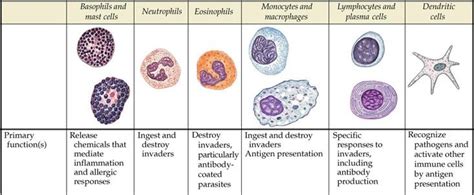 Leukocytes Neutrophils Lymphocytes Monocytes Eosinophils Basophils