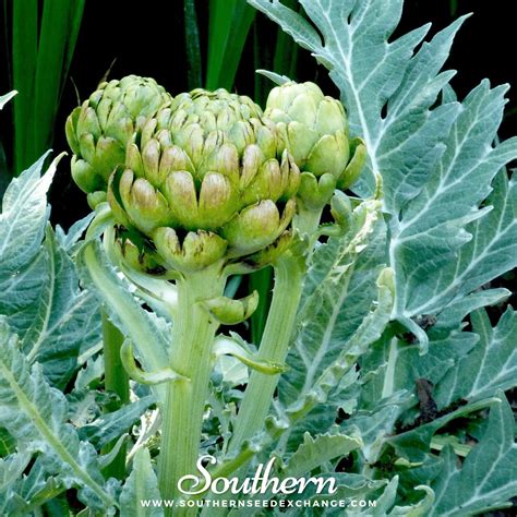 Artichokes Zone 6b At Albert Avila Blog