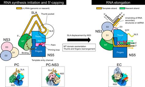 Structures Of Dengue Virus Rna Replicase Complexes Molecular Cell