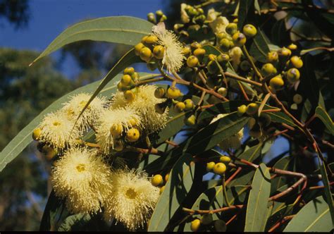 Corymbia Eximia Australian Plants Society