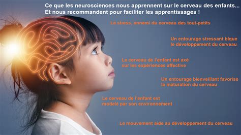 Le Développement Du Cerveau De Bébé Ircem