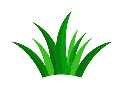 Green Wheatgrass Vectors And Illustrations For Free Download