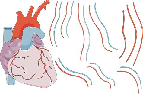 Coronary Artery Bypass Grafting Vector Coronary Artery Bypass Grafting Vector