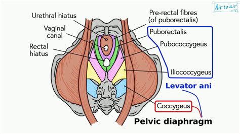 Coccygeus Youtube