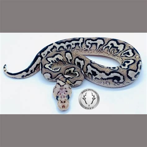 Living Adoro Cinnamon Fire Orange Dream Redstripe Spotnose