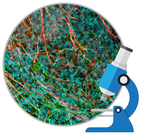 Autism Stem Cells Australia