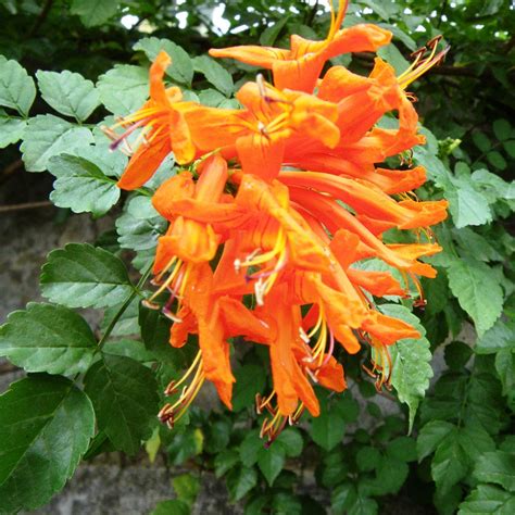 Orange Cape Honeysuckle Mybageecha