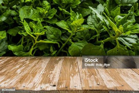 빈 소박한 나무 테이블 정원 배경 흐리게 시금치에 가기 몽타주 수 있습니다 또는 귀하의 제품을 표시 0명에 대한 스톡 사진 및 기타 이미지 Istock