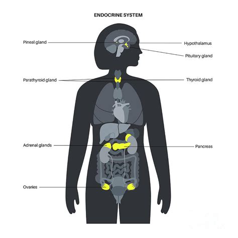 Endocrine System Glands Diagram