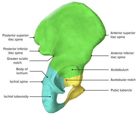 Pelvis Anatomy Labeled Diagram Concise Medical Knowledge