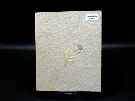 Jurassic Solnhofen Plant 7 Fossils For Sale