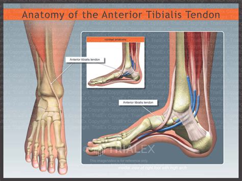 Anatomy Of The Anterior Tibialis Tendon Trialquest Inc