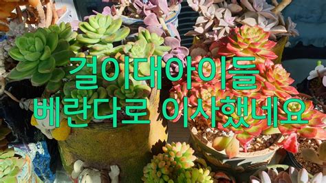걸이대아이들 베란다로 이사시켰네요~ Youtube