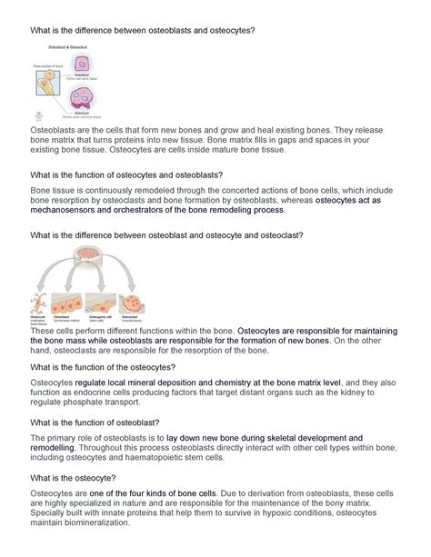 Osteoblasts And Osteocytes What Is The Difference Between Osteoblasts And Osteocytes