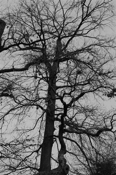 Sleeping Tree X E1 35mmf2 Monochrome Recipe Rfujifilm