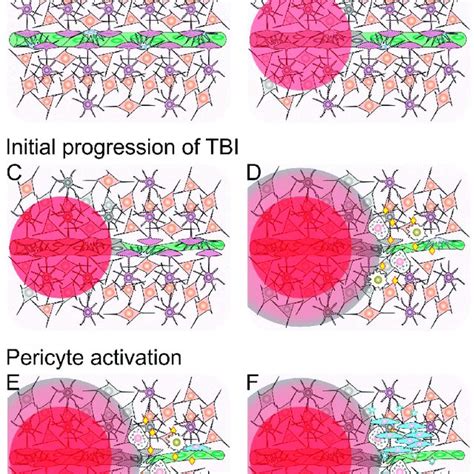 Schematic Representation Of Cellular And Molecular Events Involved In Download Scientific