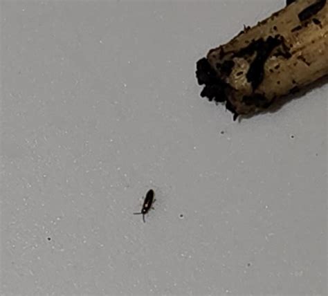 Bug Identification R Gardening