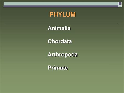 Ppt Arthropod Classification Powerpoint Presentation Free Download