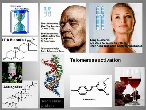 Left Extension Of Telomere Length By Sex Hormones And By An Extract Of