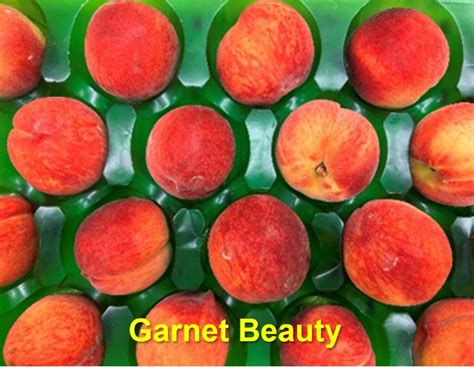 Early July Peach Varieties Sentry Glenglo Ruby Prince Garnet