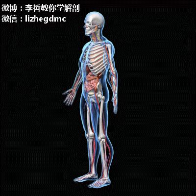 人体全身骨骼 花瓣网