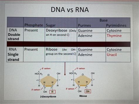 LSC Chapter 7 DNA Structure And Function Flashcards Quizlet