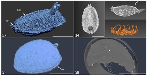 When The Utility Of Micro Computed Tomography Collides With Insect