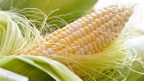 Kenali 6 Manfaat Jagung Rebus Untuk Kesehatan Salah Satunya Sehatkan Usus