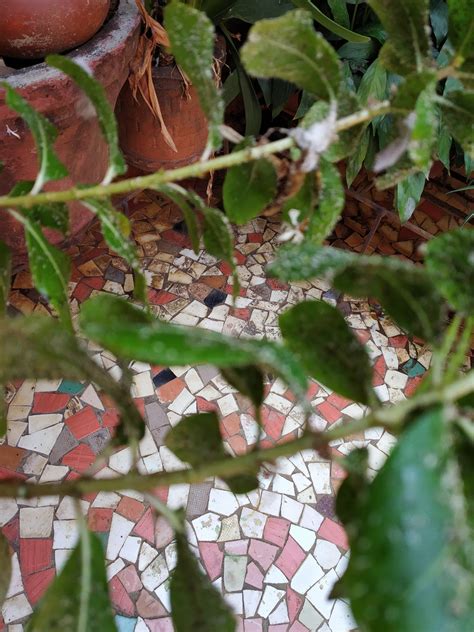 Garden Care Simplified Periwinkle Disease Sadaphuli Pest Attack