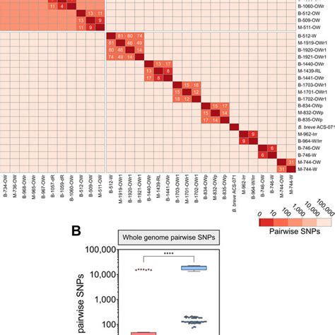 Snp Analysis Demonstrates Near Identical B Breve Isolates Within