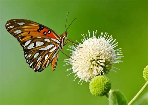 Buttonbush Planting Guide The Plant Native
